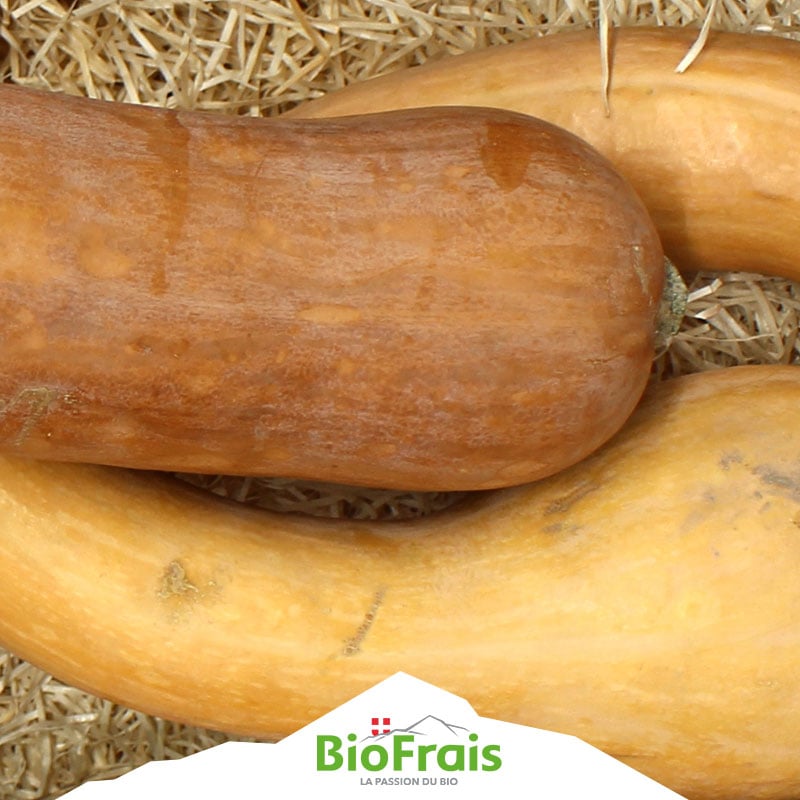 Les variétés de courges bio | BioFrais - Le grand marché du Bio